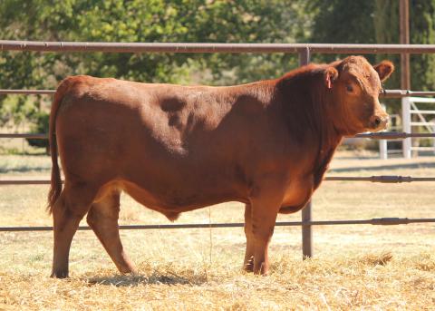 Red Angus | Snedden Ranch