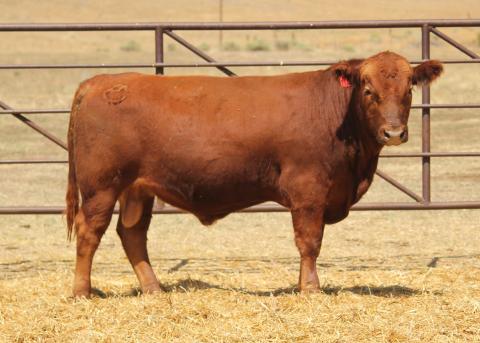 Red Angus | Snedden Ranch
